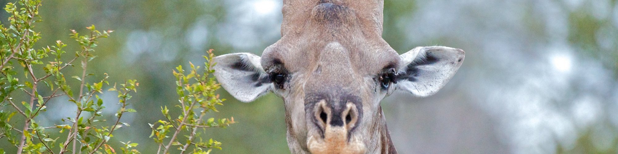 Dr. Justin M. Hoag Virginia Beach VA | Konikoff Hoag & San Dental ...